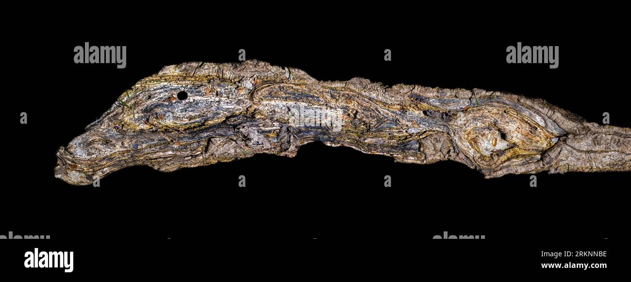 Dead plant black background hi-res stock photography and images - Alamy