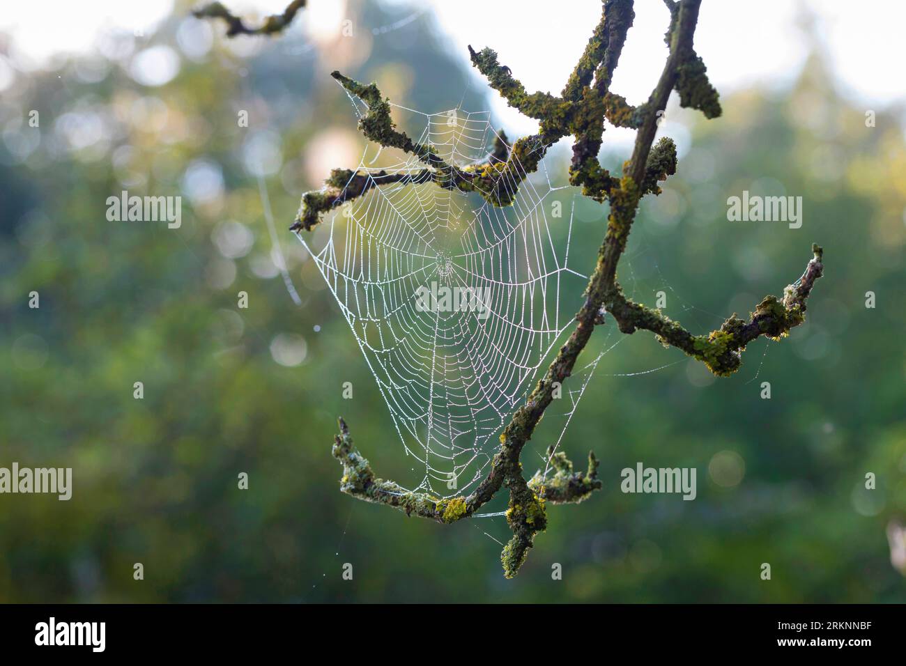 orbweaver, orb-weaving spider (Araneidae), spiderweb at a branch with ...