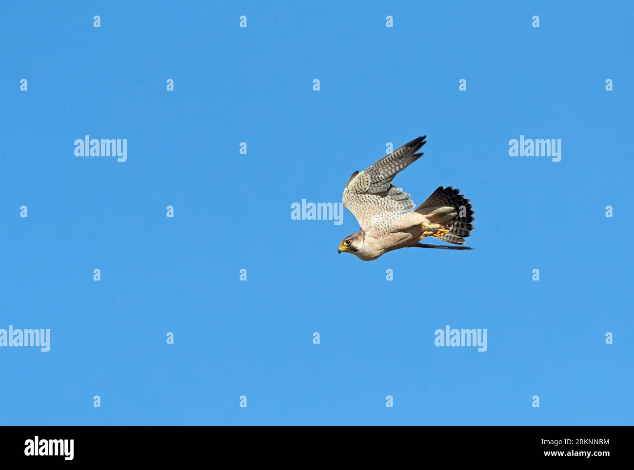 barbary falcon (Falco pelegrinoides), in flight, Oman Stock Photo - Alamy