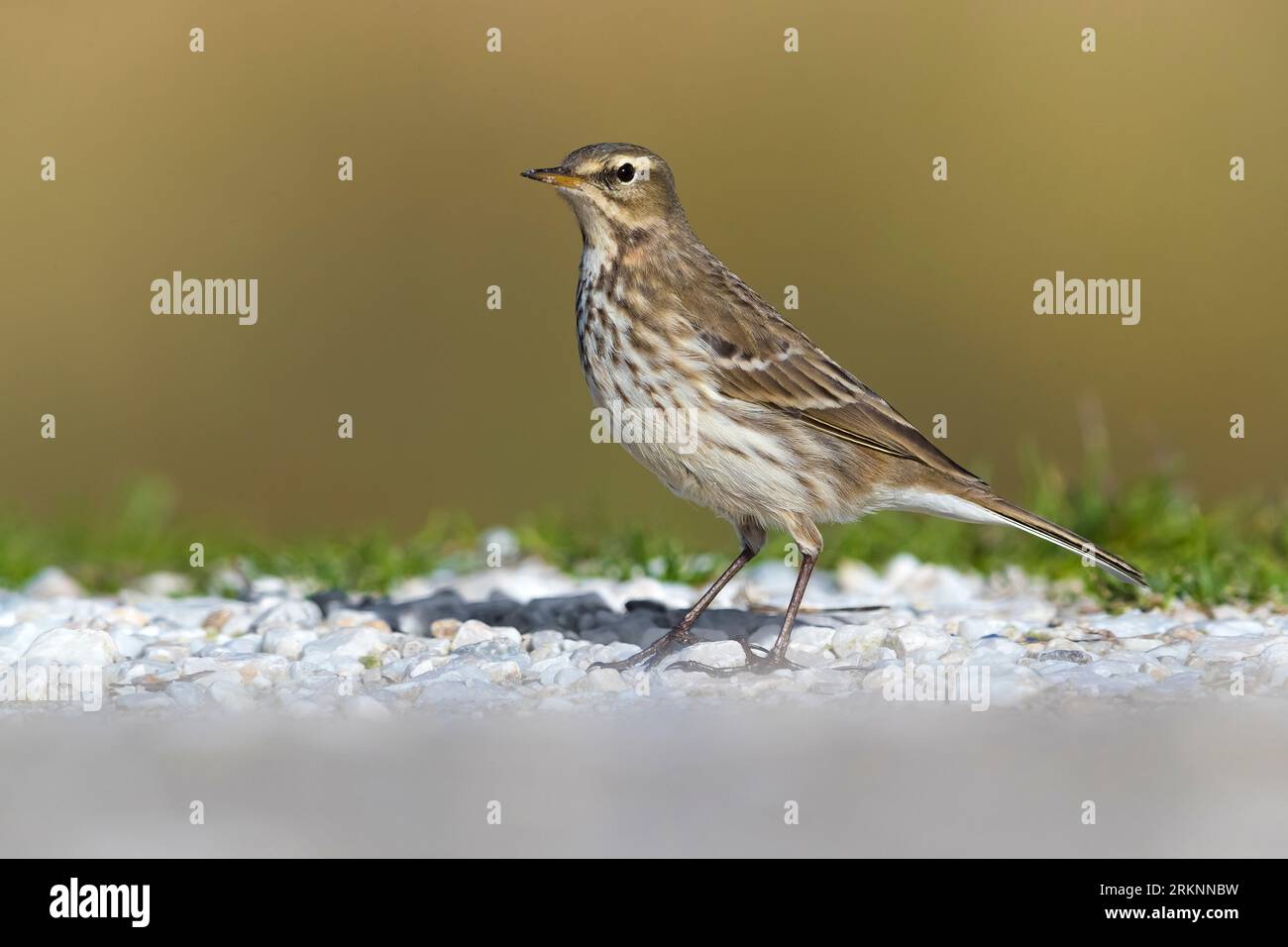 water pipit (Anthus spinoletta), sitting on the ground, Italy, Tuscany ...