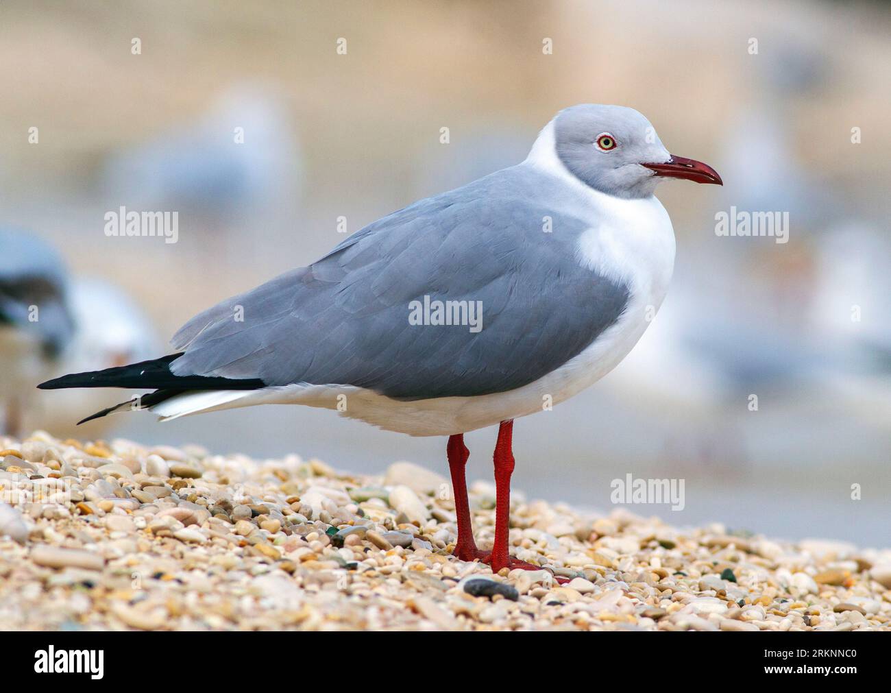 African Grey-headed gull, African Gray-hooded gull (Larus poiocephalus ...