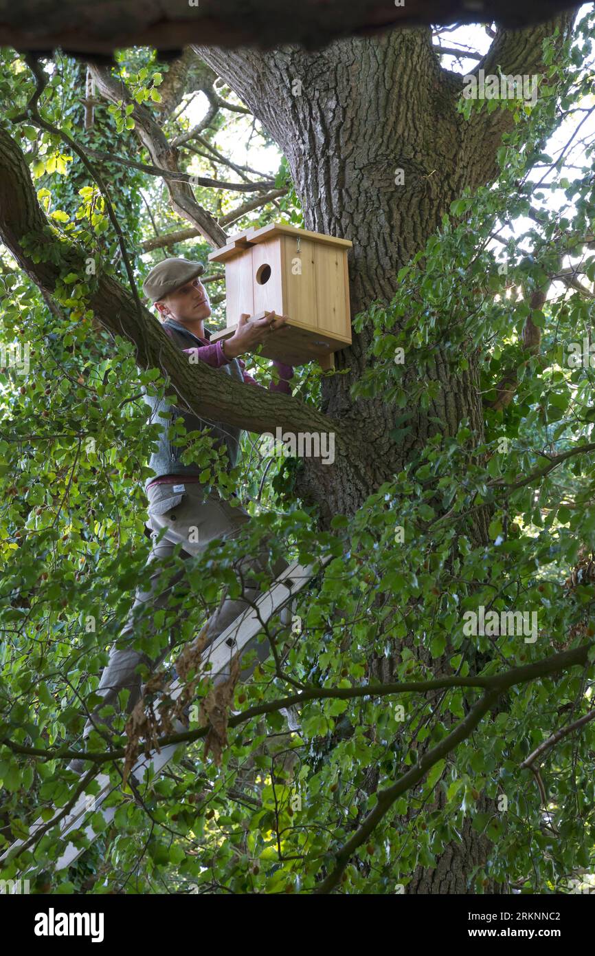 European red squirrel, Eurasian red squirrel (Sciurus vulgaris), build ...