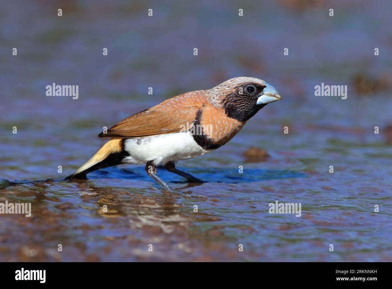 chestnut-breasted mannikin (Lonchura castaneothorax), sitting in ...