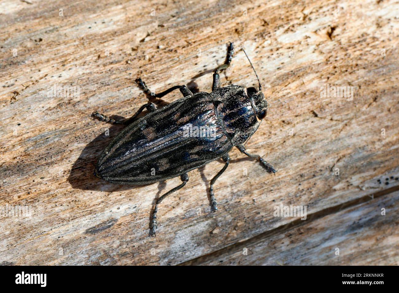 Flatheaded borer beetle hi-res stock photography and images - Alamy