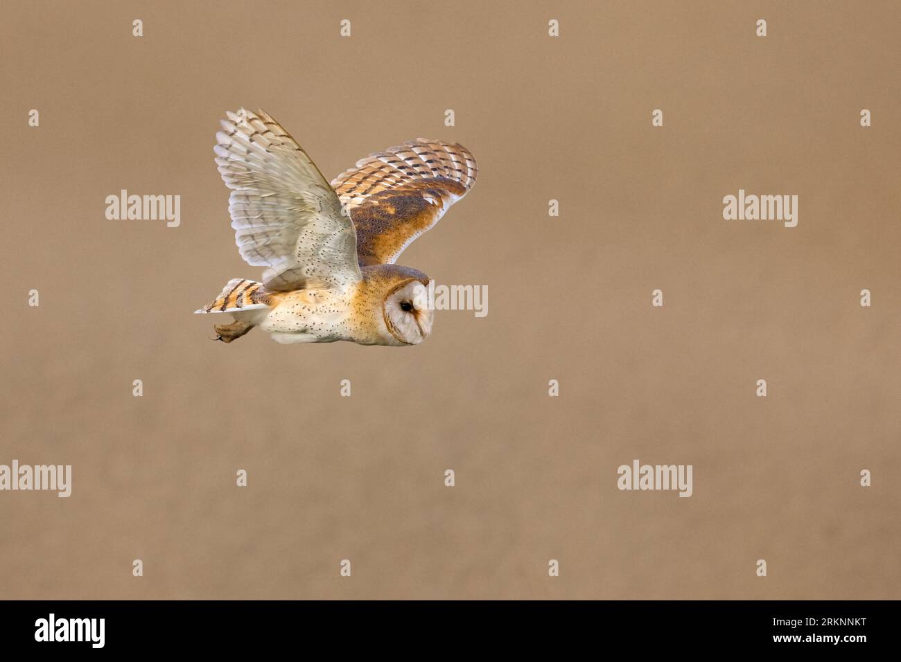 Barn owl (Tyto alba), in flight, Italy, Emilia Romagna Stock Photo - Alamy
