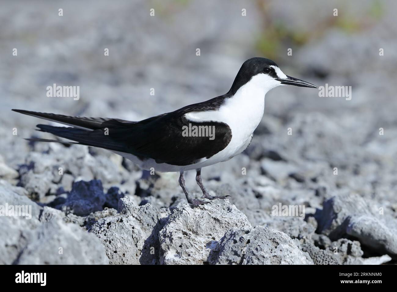 sooty tern (Sterna fuscata, Onychoprion fuscatus), sitting on a coastal rock, French Polynesia ...