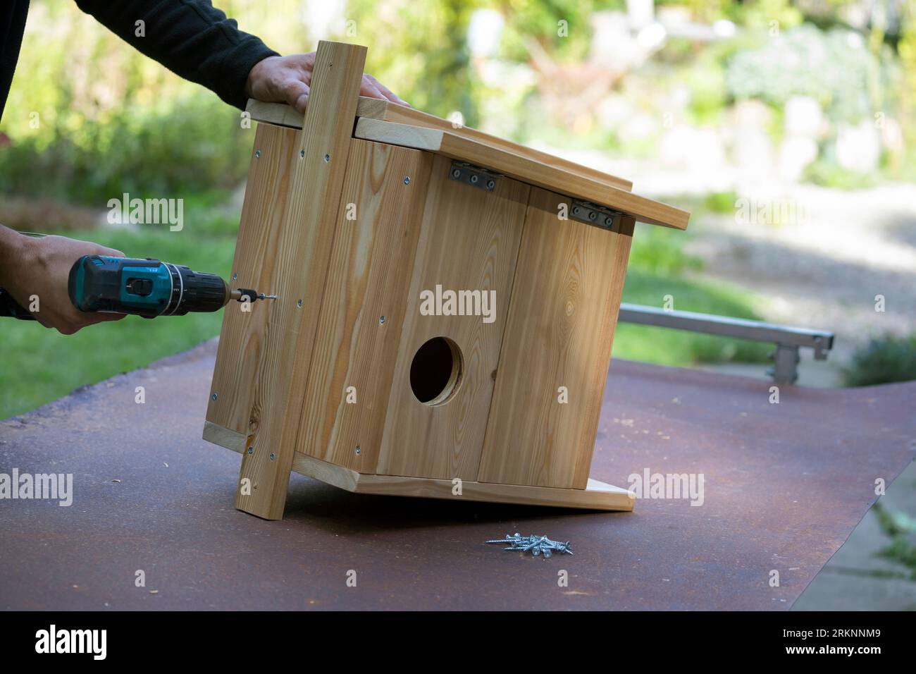 European red squirrel, Eurasian red squirrel (Sciurus vulgaris), build ...