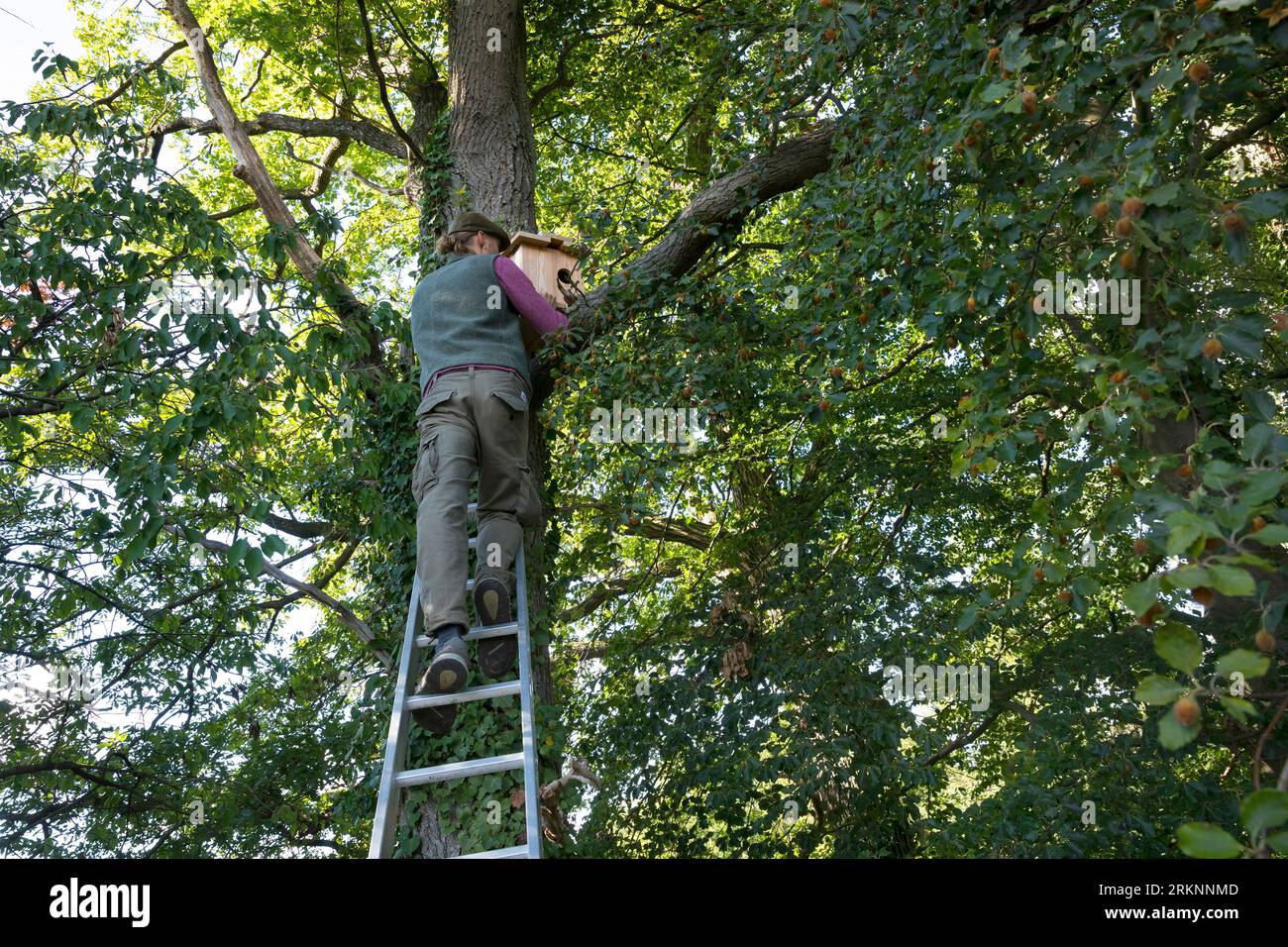 European red squirrel, Eurasian red squirrel (Sciurus vulgaris), build ...