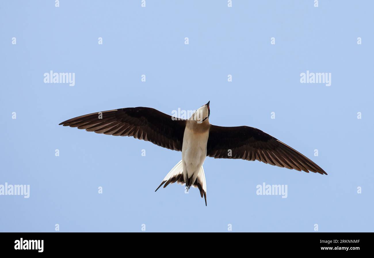 Black winged pratincole glareola nordmanni hi-res stock photography and ...