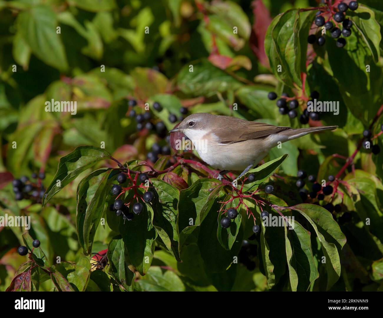 Lesser whitethroat (Sylvia curruca, Curruca curruca), perched on a ...
