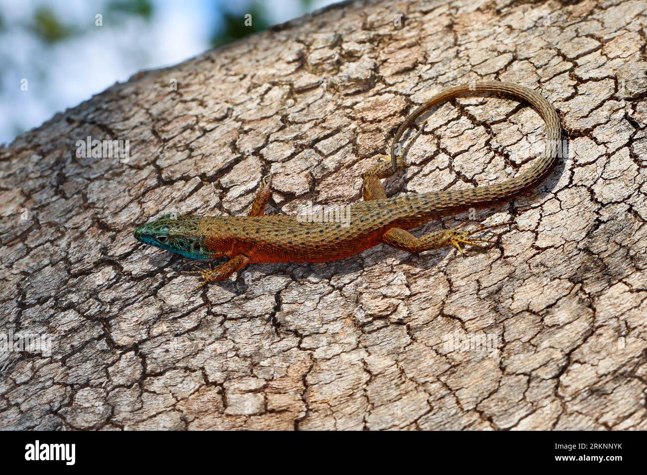 Blue-throated keeled lizard, Dalmatian Algyroides (Algyroides ...