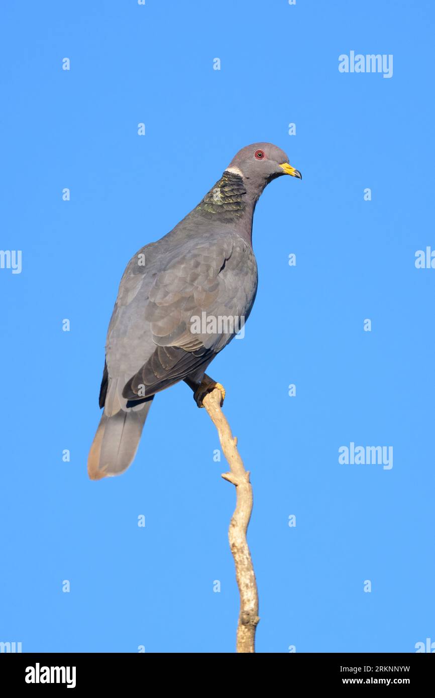 Band-tailed pigeon (Columba fasciata), in flight, USA, California Stock ...