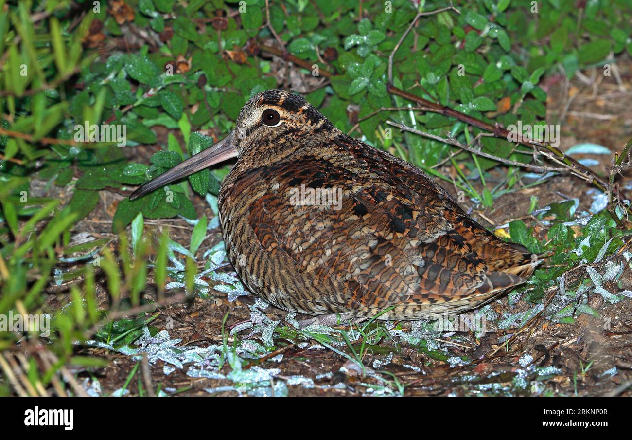 Eurasian woodcock (Scolopax rusticola), sitting on the ground, France ...