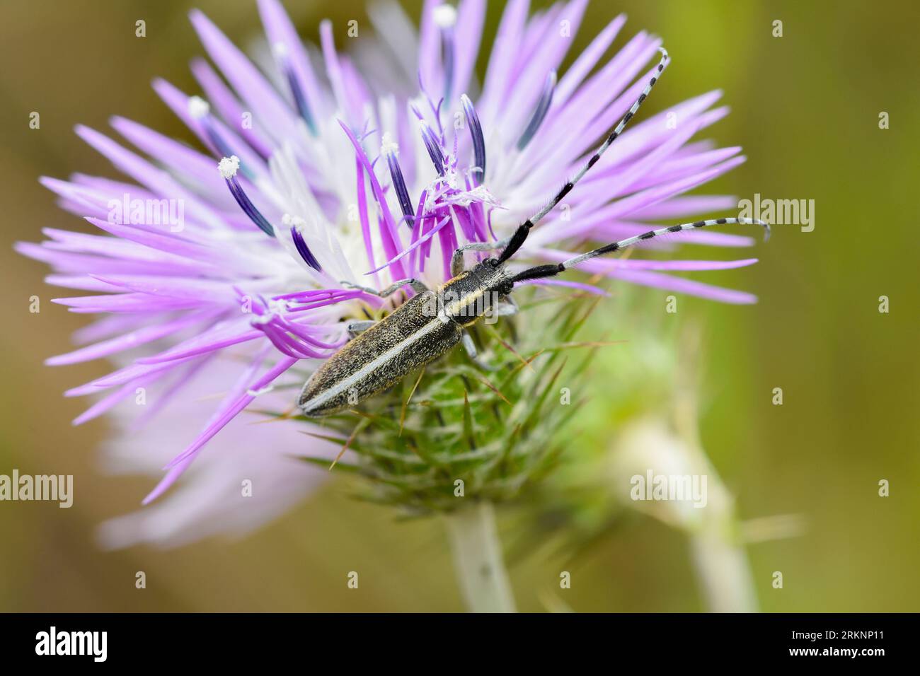 whitestripe thistle longhorn beetle (Agapanthia cardui), sitting on ...