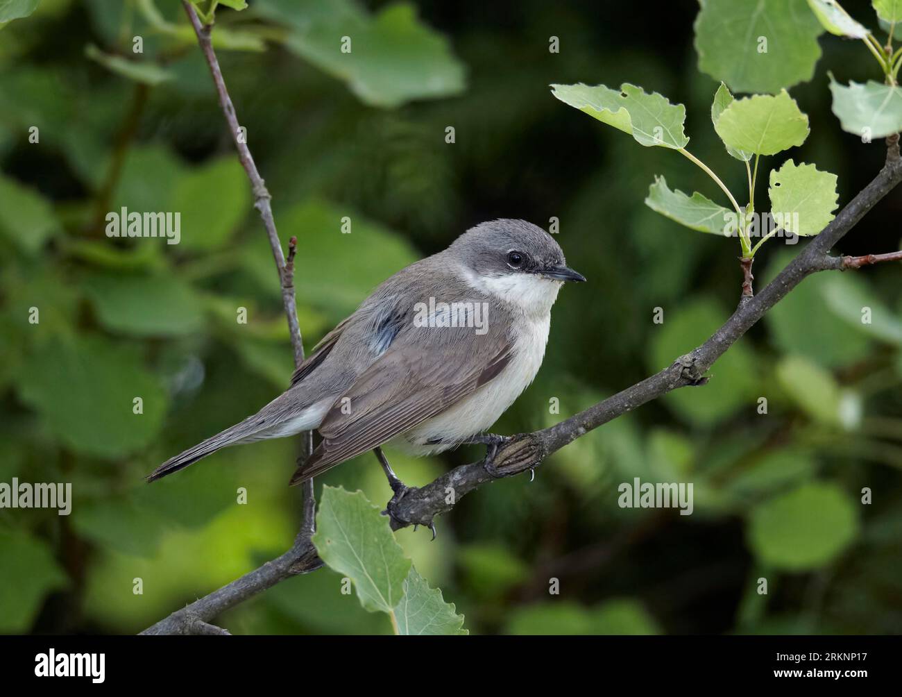 Lesser whitethroat (Sylvia curruca, Curruca curruca), perched on a ...