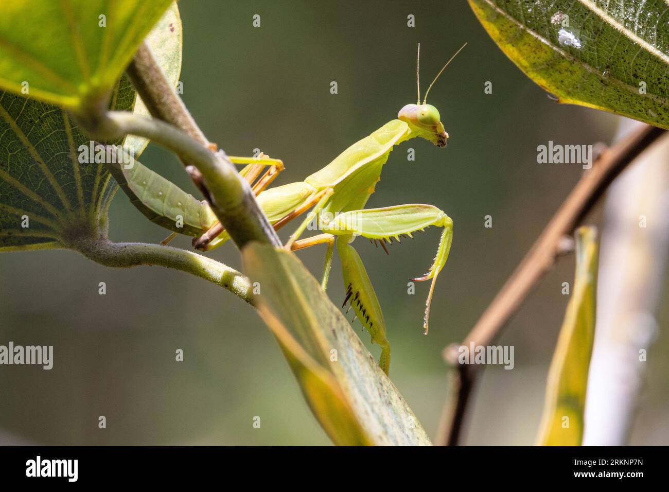 Mantoptera hi-res stock photography and images - Alamy