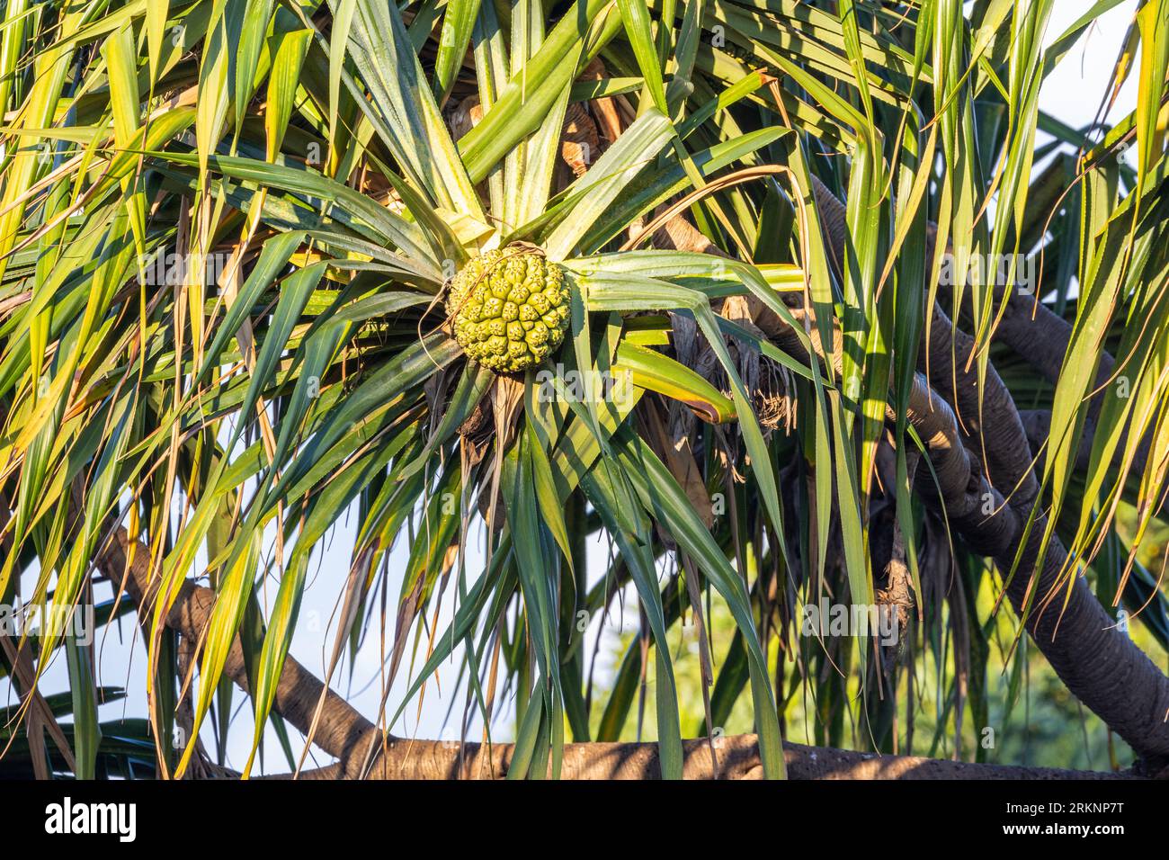 Polynesian screw pine hi-res stock photography and images - Alamy