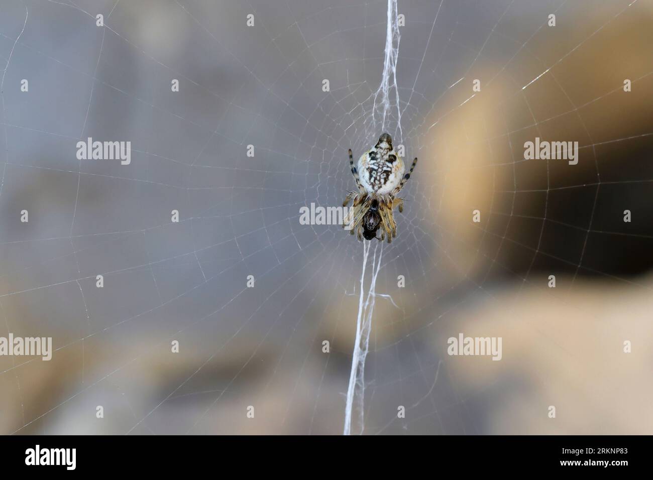 Trashline orbweaver (Cyclosa conica), female in a spider web, dorsal ...