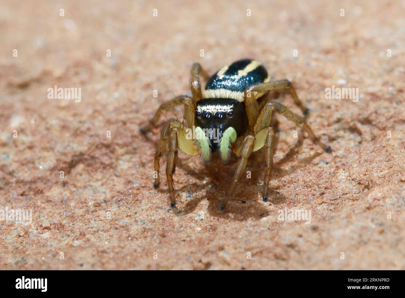 Jumping spider (Heliophanus melinus), female, front view, Croatia Stock ...