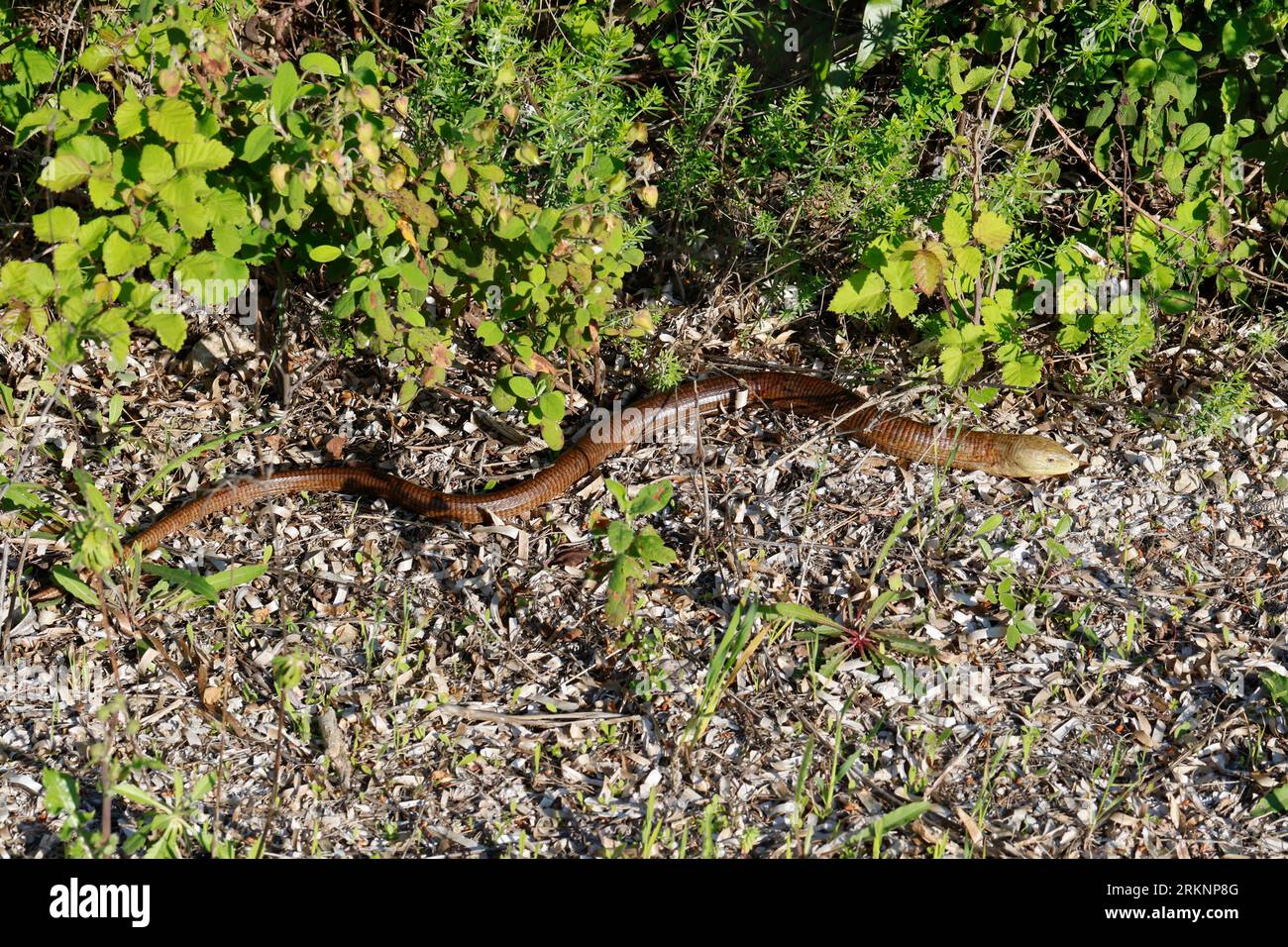 European glass lizard, armored glass lizard (Ophisaurus apodus ...