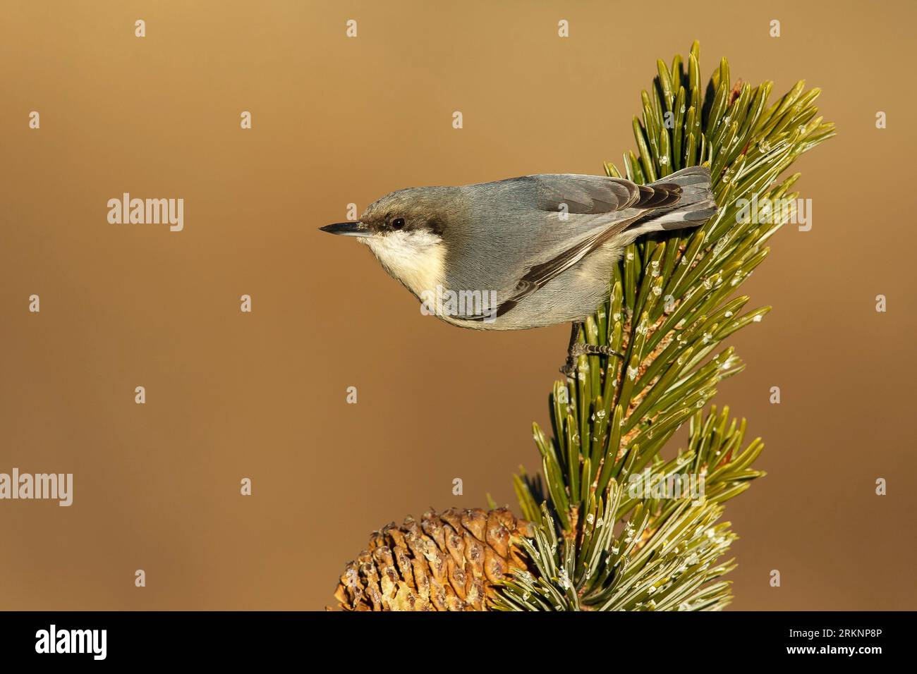 pygmy nuthatch (Sitta pygmaea), sitting at a branch, USA Stock Photo ...