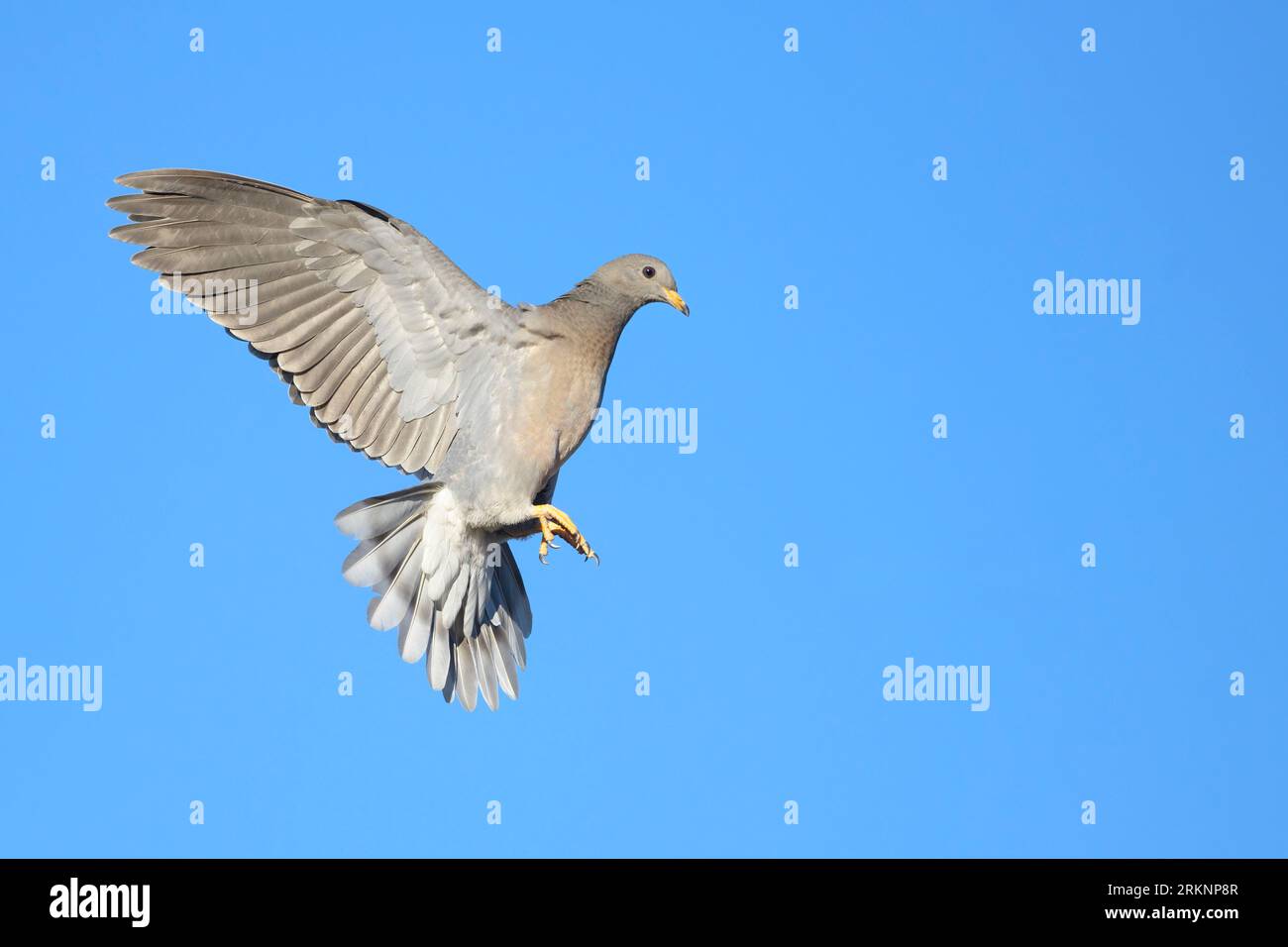 Band-tailed pigeon (Columba fasciata), in flight, USA, California Stock ...