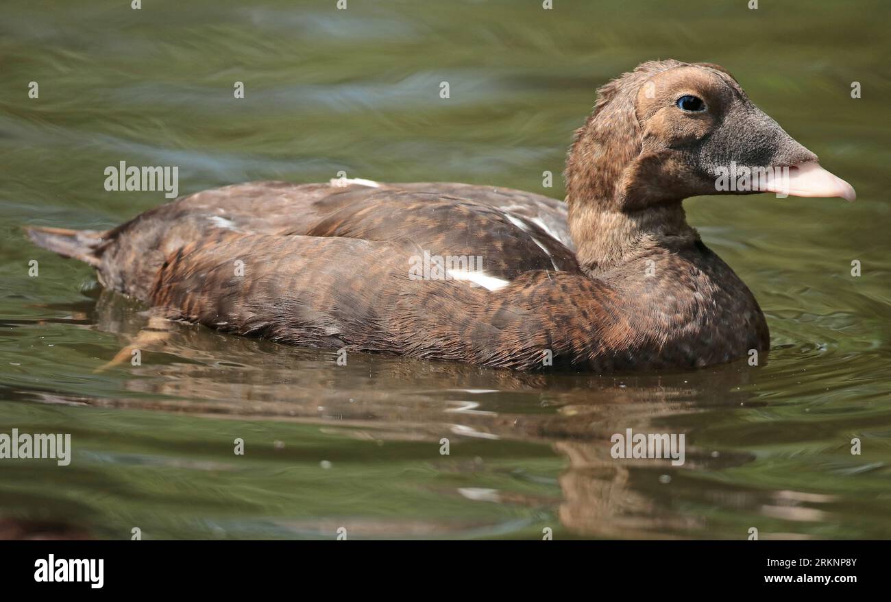 spectacled eider (Somateria fischeri), adult male in eclipse swimming ...