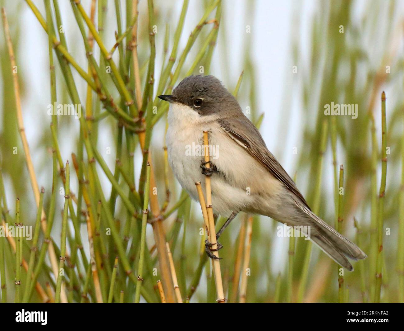 Small Whitethroat (Curruca minula, Curruca curruca minula, Sylvia ...