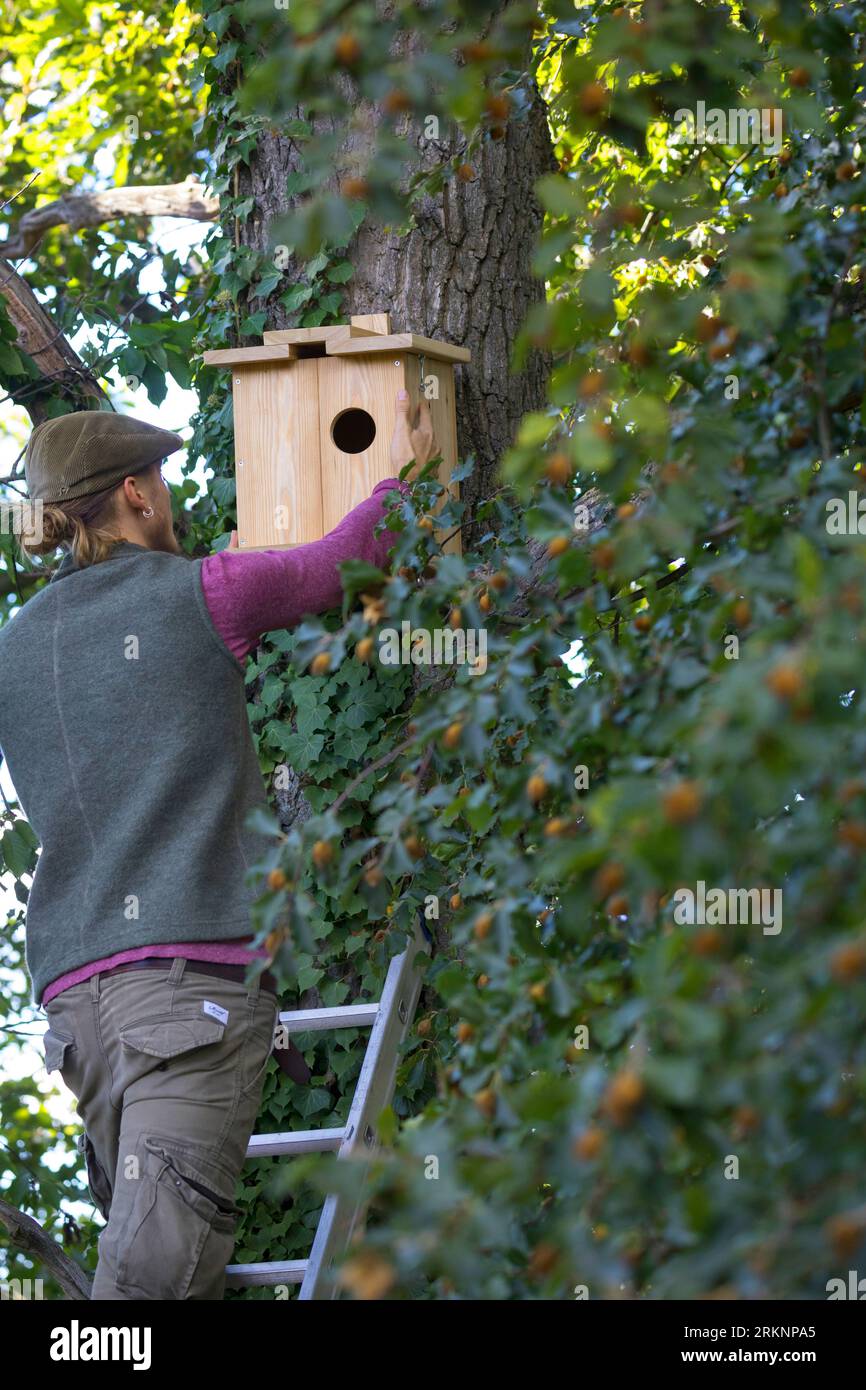 European red squirrel, Eurasian red squirrel (Sciurus vulgaris), build ...