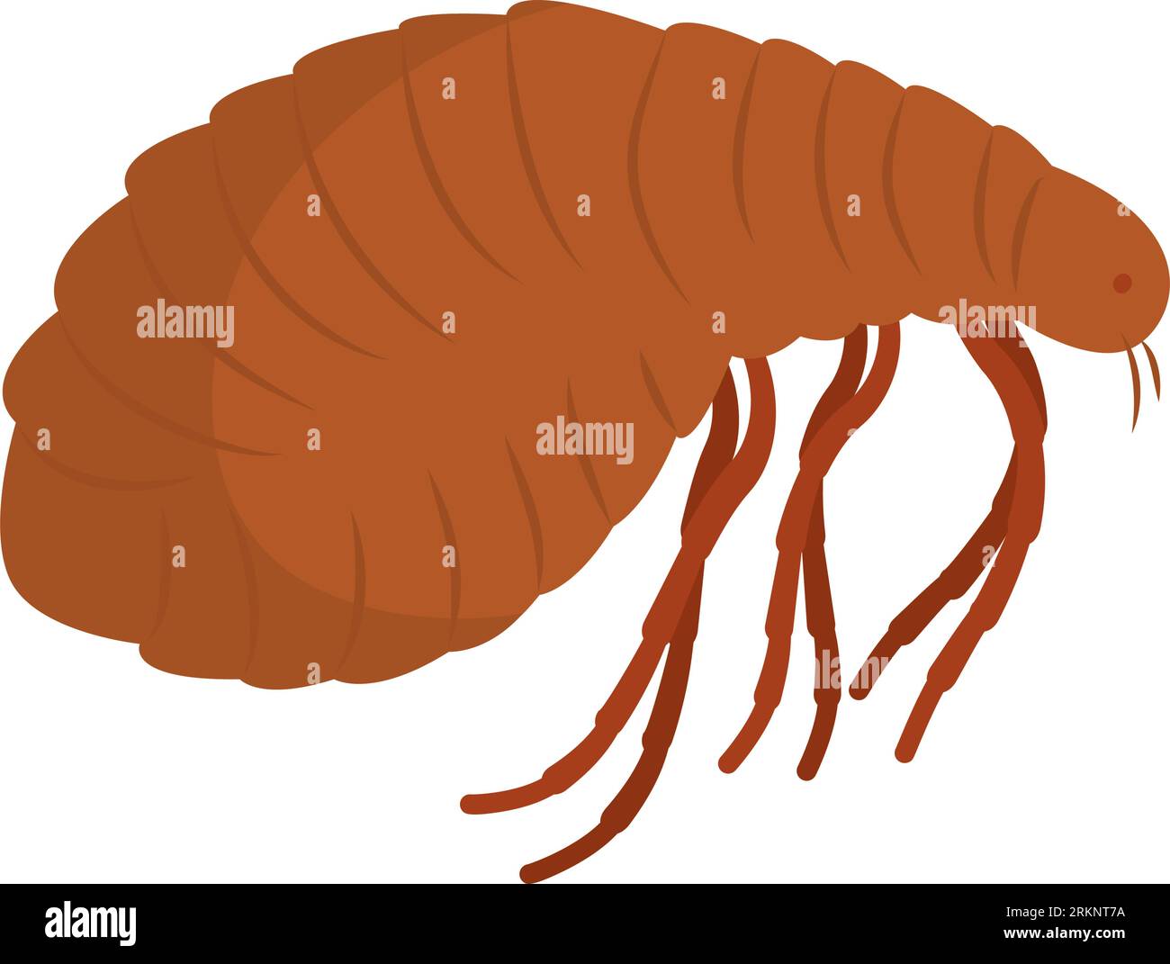 Isolated colored louse insect animal icon Vector Stock Vector Image ...