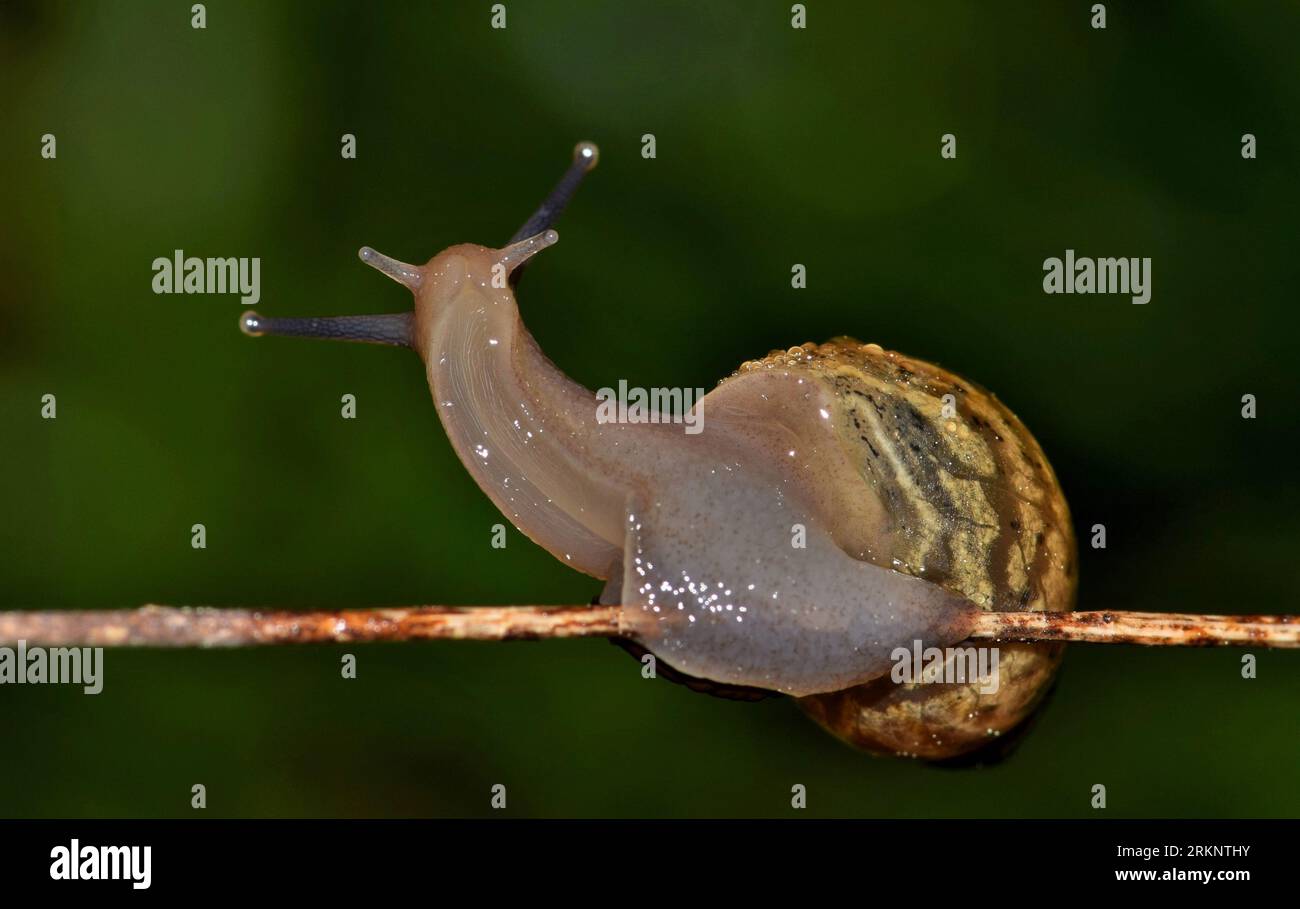 Striped Rabdotus Land Snail (Rabdotus alternatus) on a plant stem ...