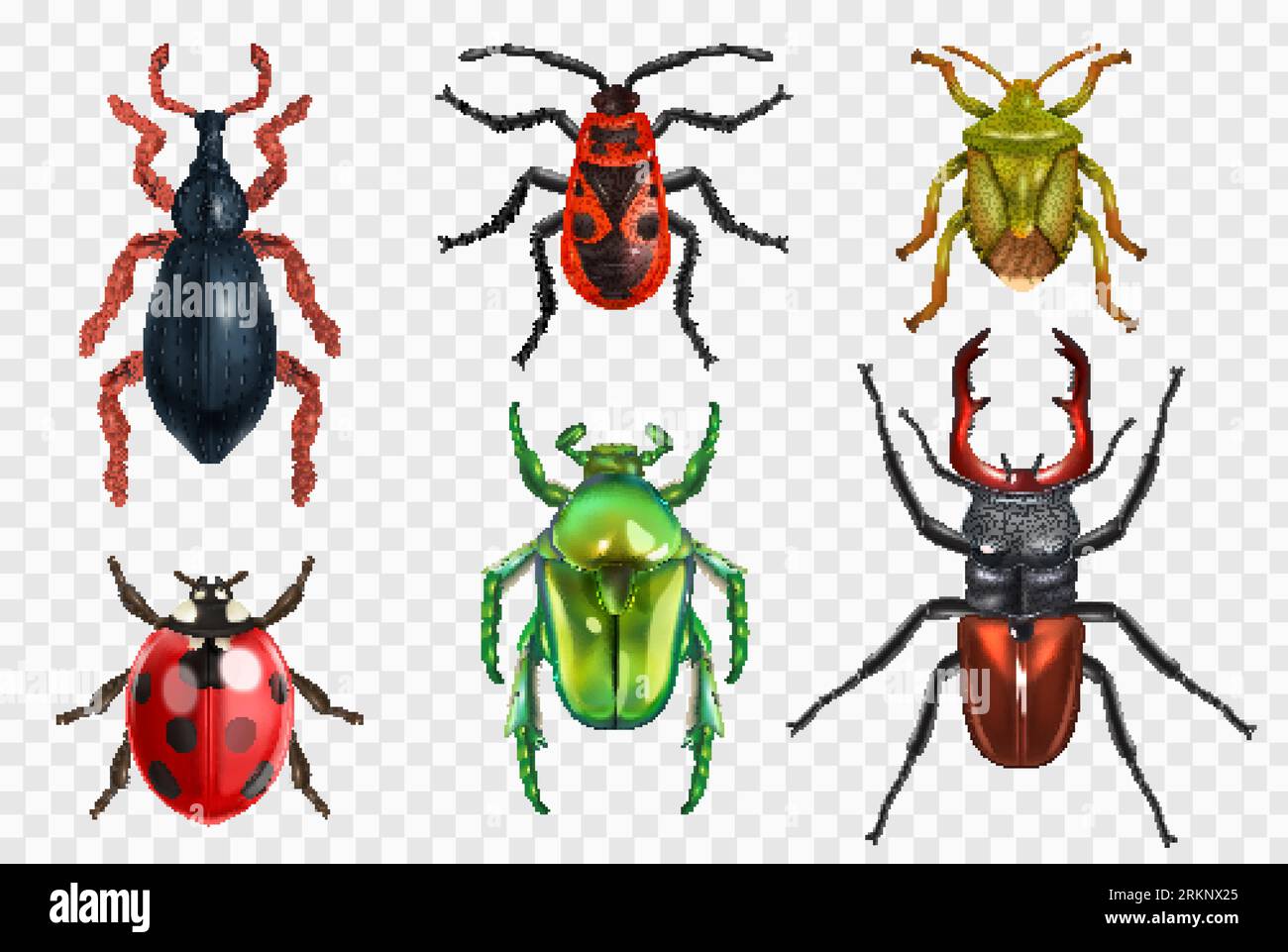 Realistic insect beetle bug set of isolated images on transparent background with colorful ...