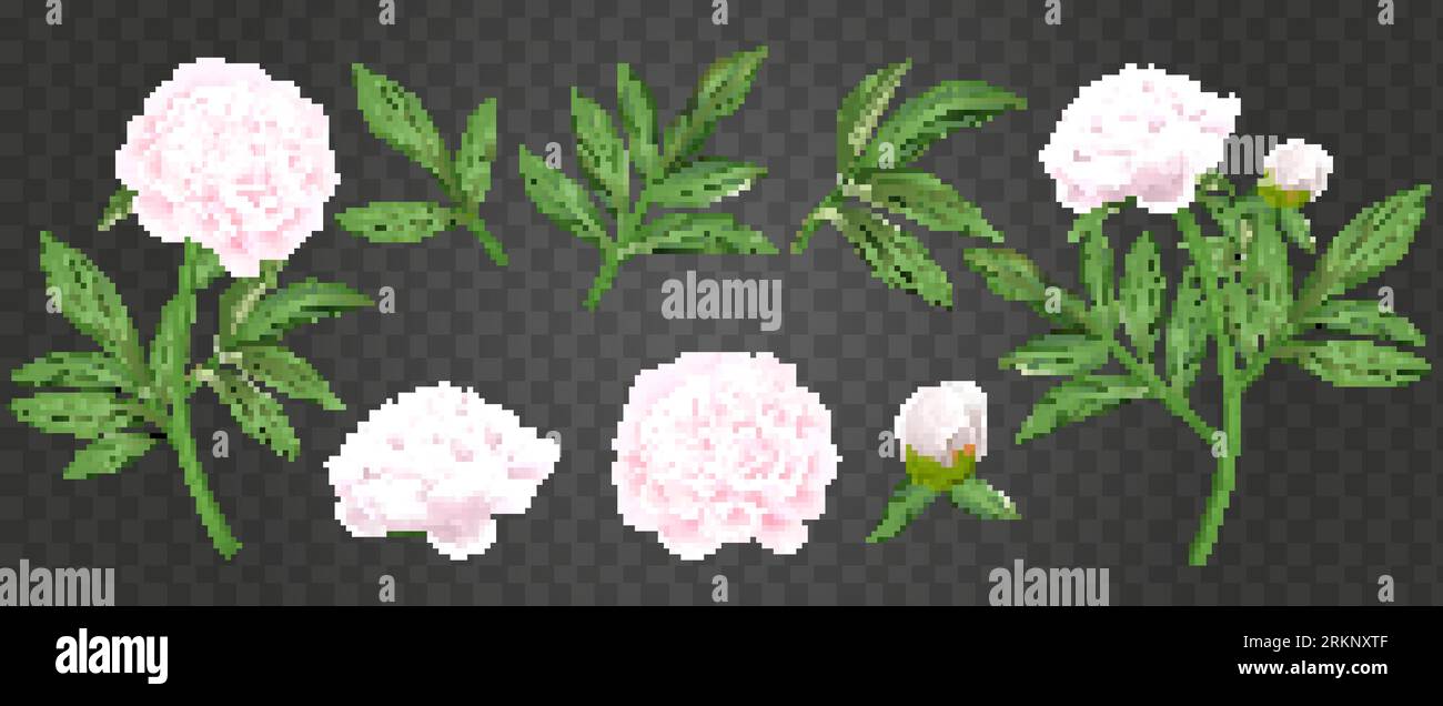 Realistic peony set of isolated flower and plant images on transparent ...