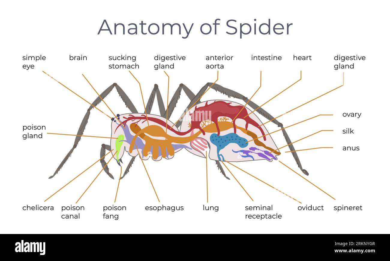 Spider insect flat infographic composition with anatomic view of spider ...