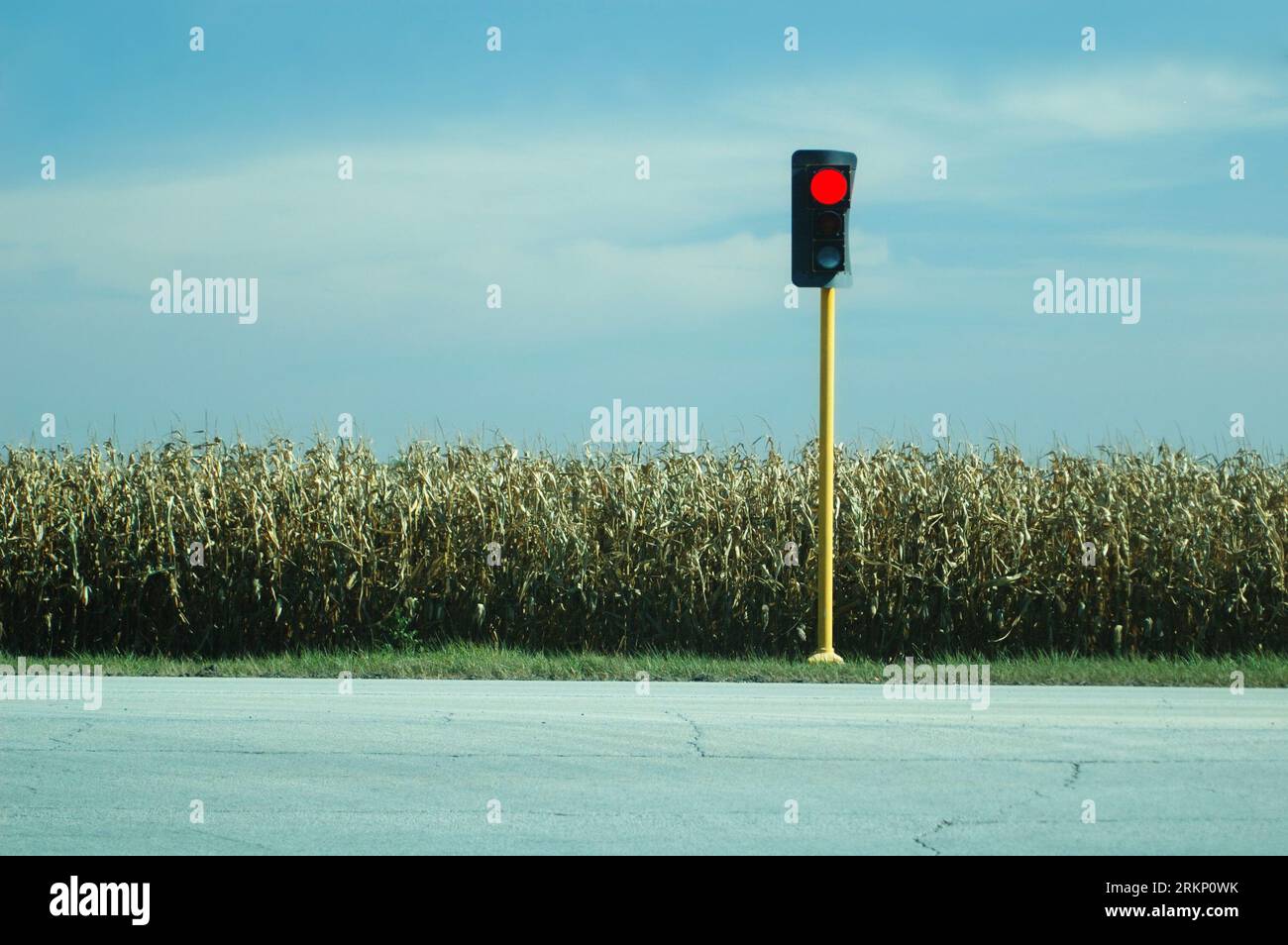 out of place traffic signal near a corn field Stock Photo - Alamy