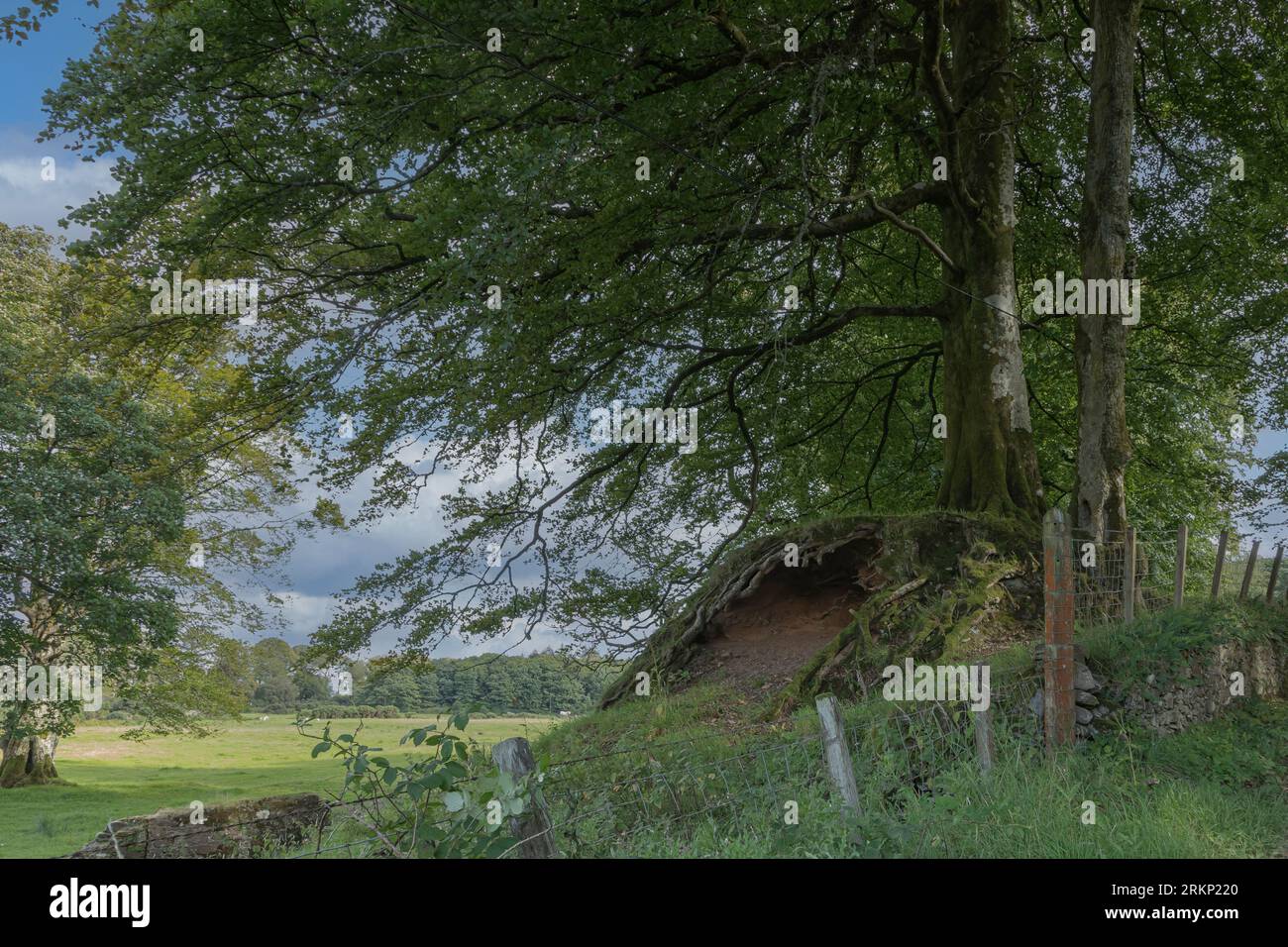 Soil rock under tree hi-res stock photography and images - Alamy