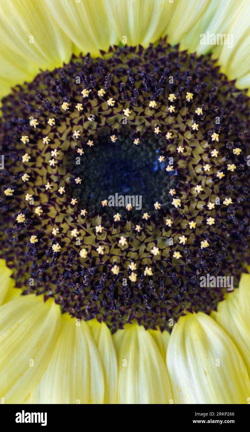A macro shot of a dwarf sunflower (Helianthus) shows a pattern or ...