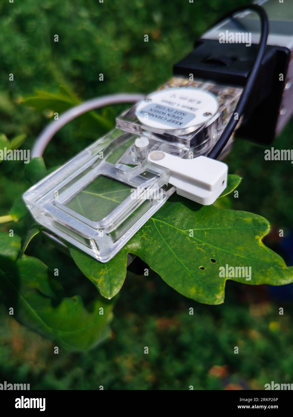 Measuring plant photosynthesis by using portable device Stock Photo - Alamy