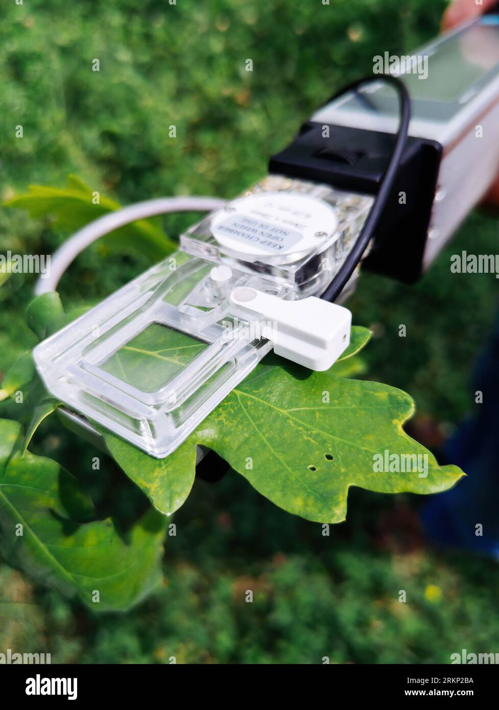 Measuring plant photosynthesis by using portable device Stock Photo - Alamy
