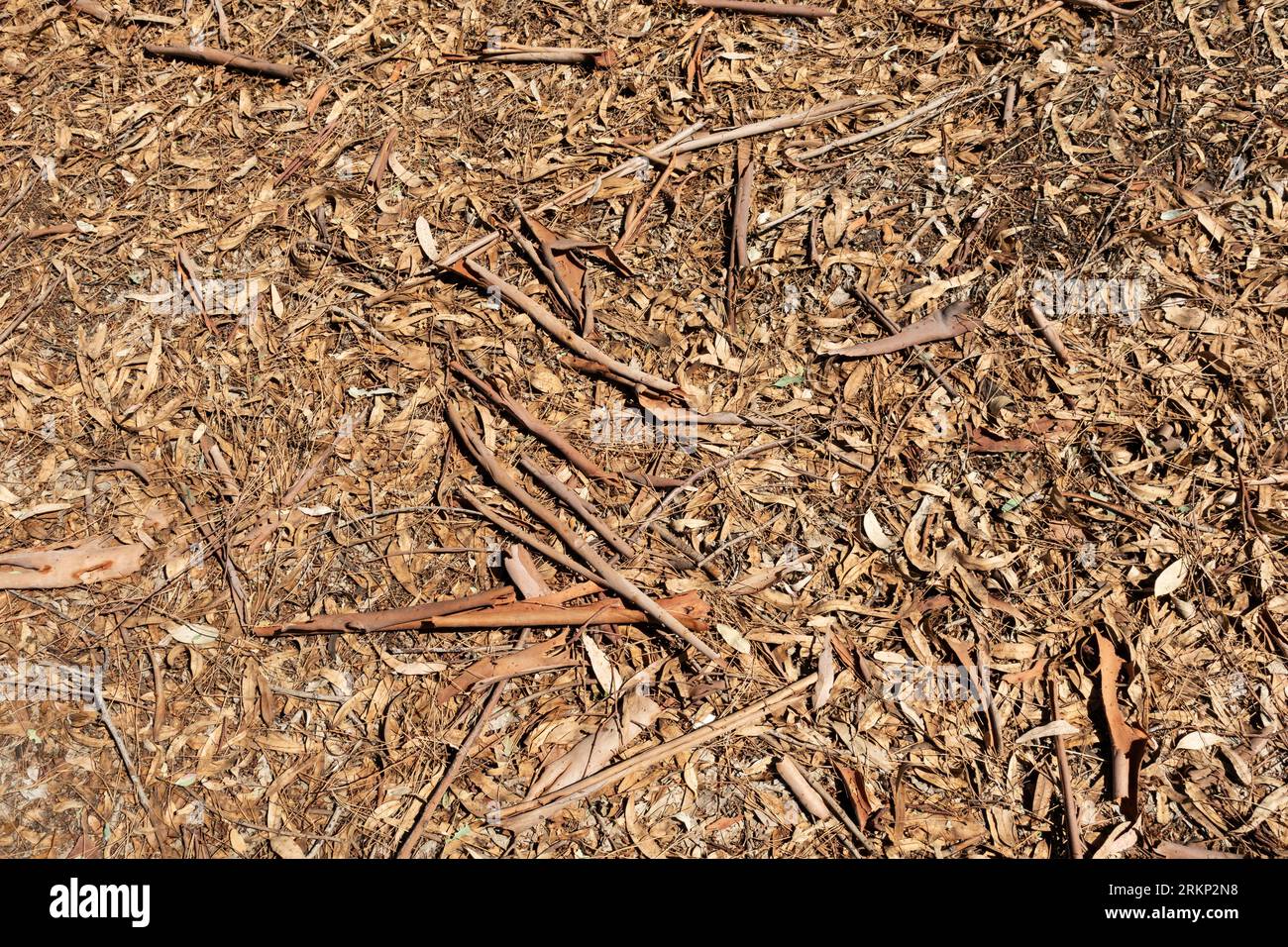 Rotting brown leaves, small twigs, sticks beneath stand of eucalyptus ...