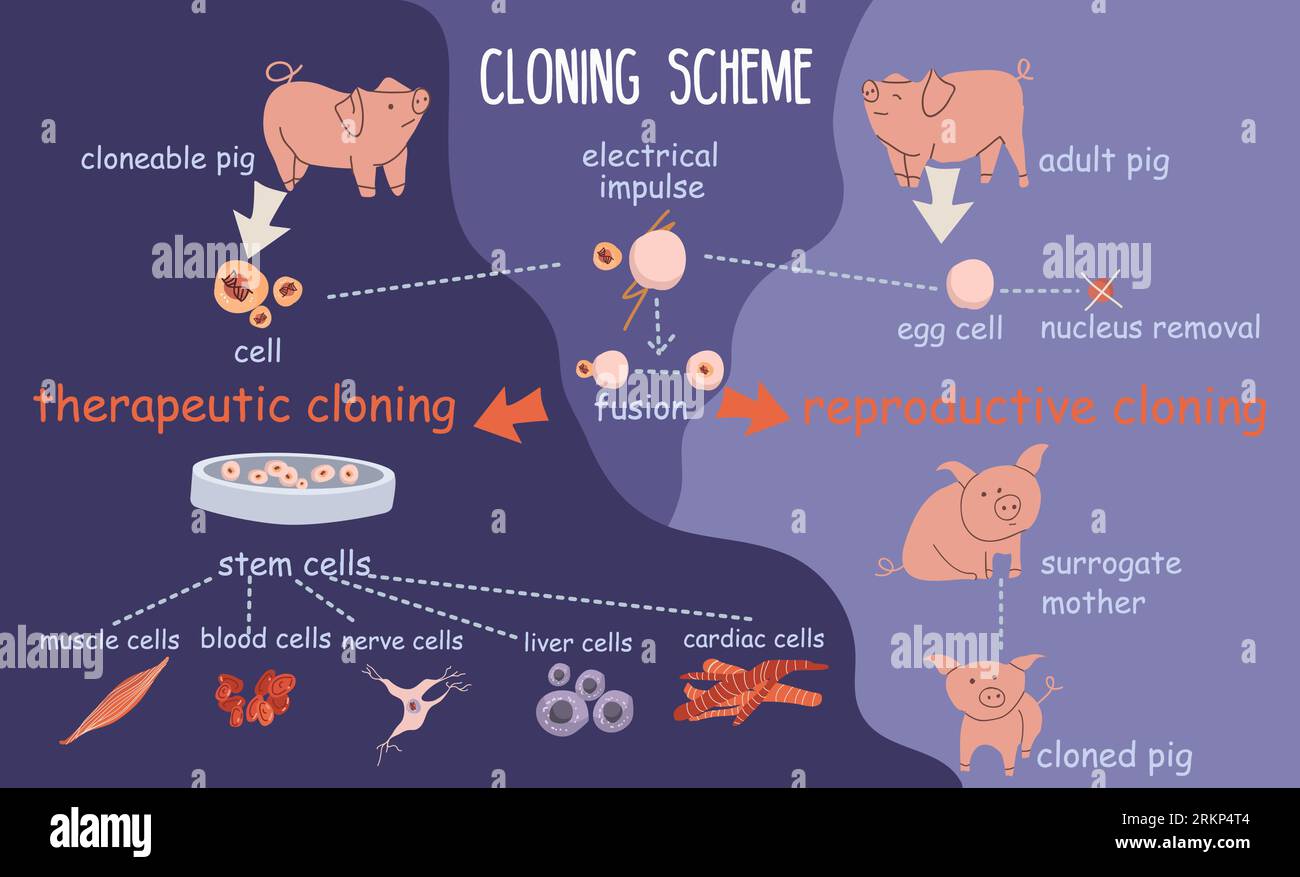Cloning genetics flat infographic composition with diagram flowchart of ...