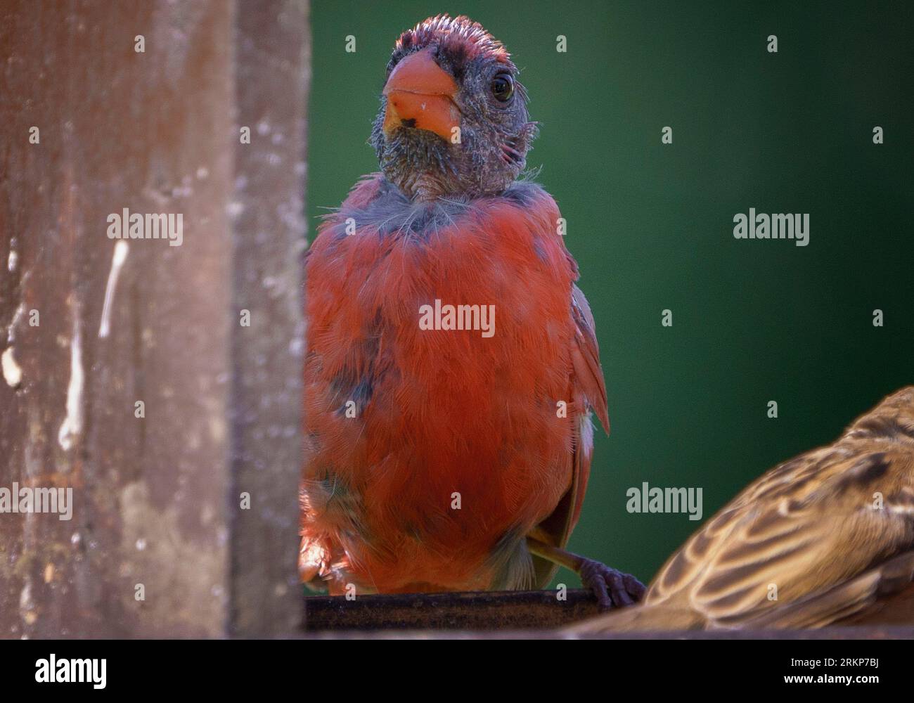 Molting Northern Cardinal on a high perch Stock Photo - Alamy