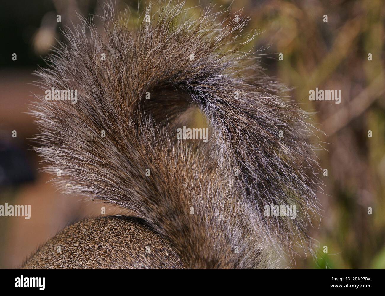Bushy squirrel tail hi-res stock photography and images - Alamy