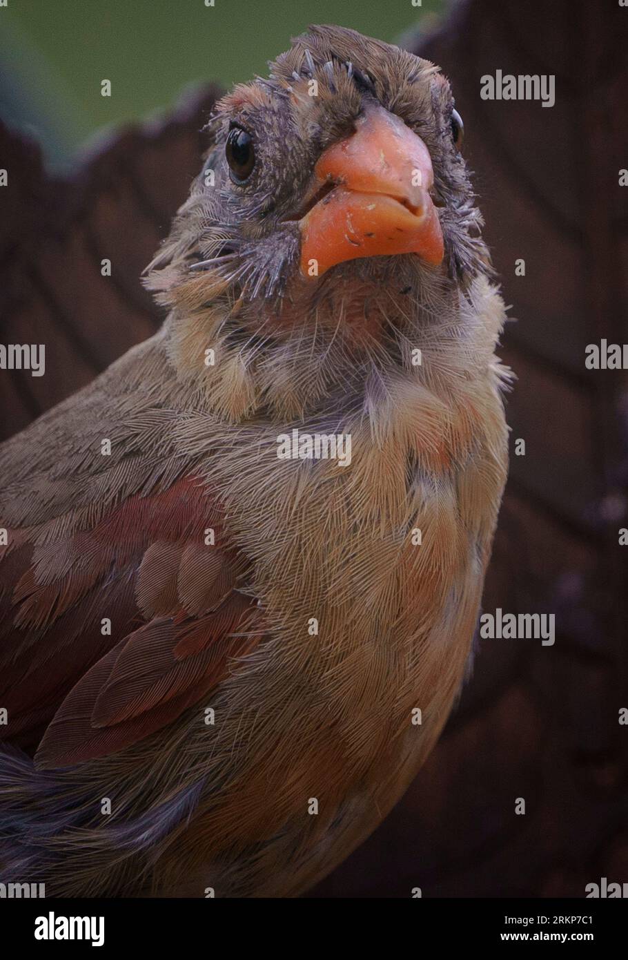 Molting Northern Cardinal on a high perch Stock Photo - Alamy