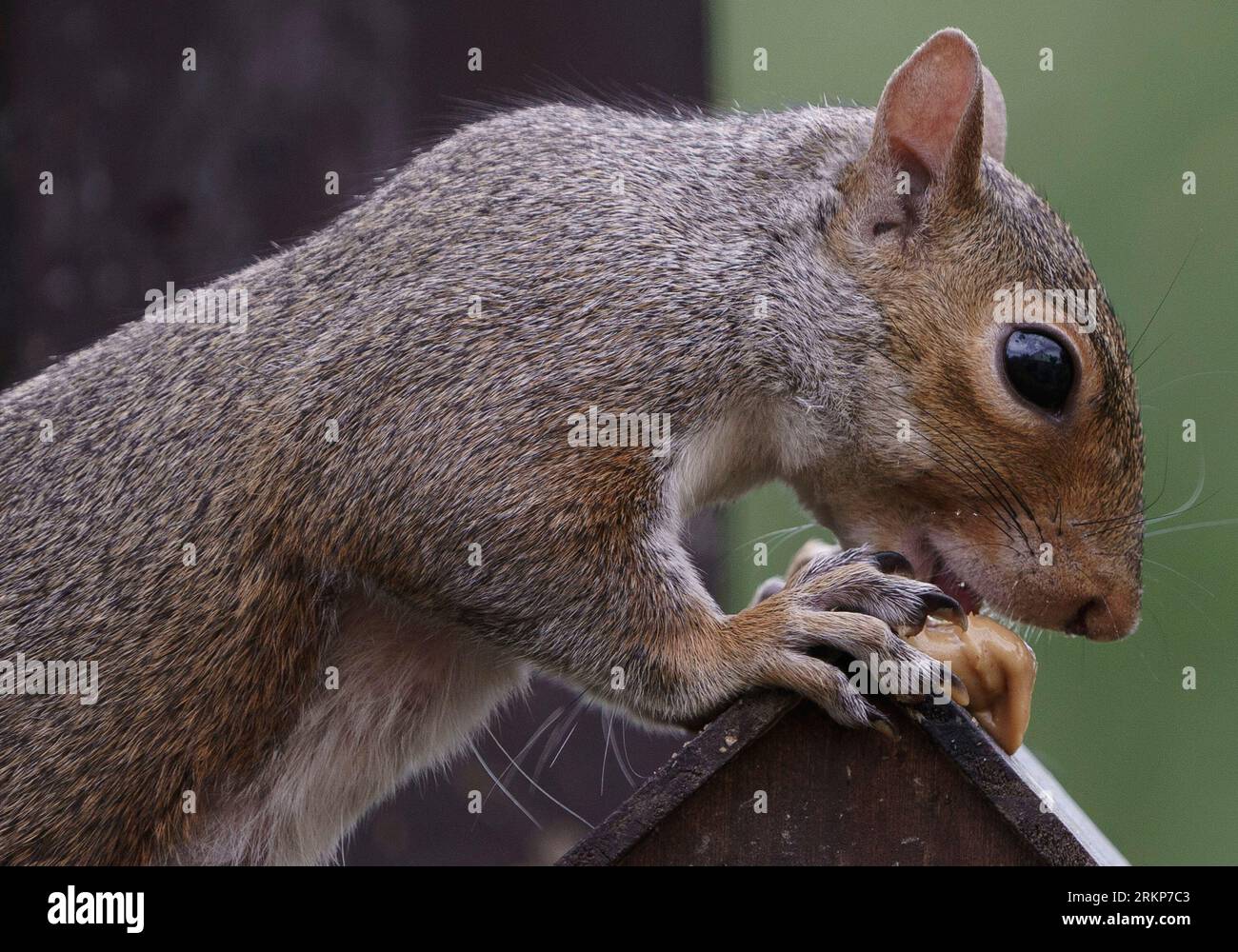 A Squirrel on the backyard deck Stock Photo - Alamy