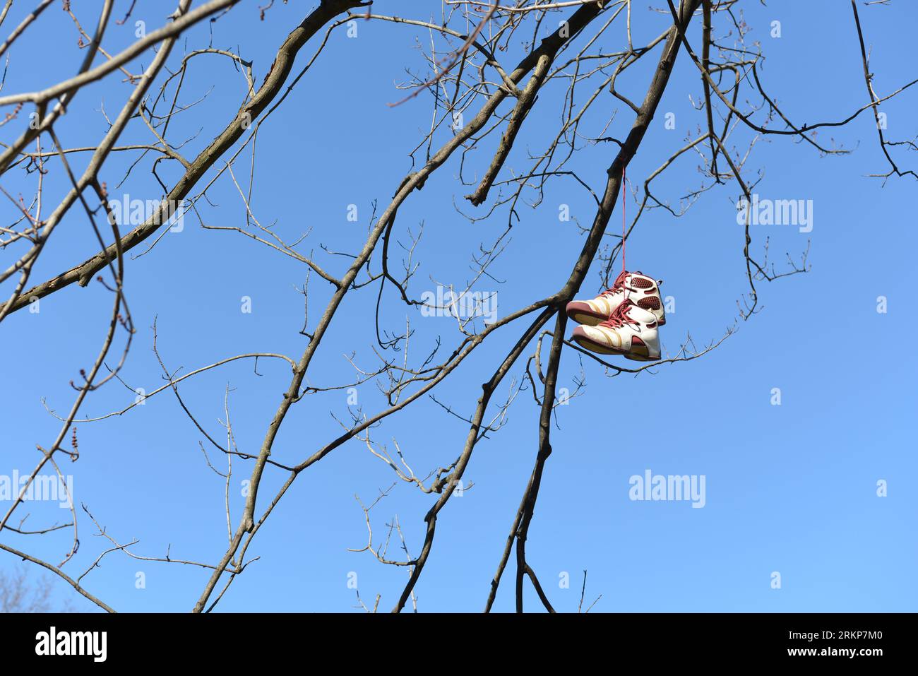A pair of athletic shoes hanging from the branches of a tree Stock ...