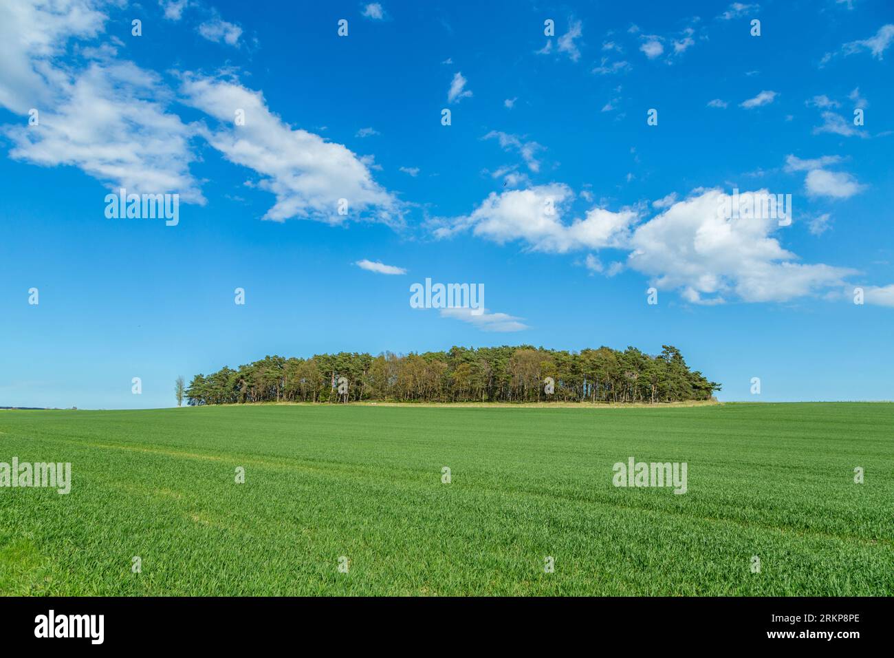 agricultural landscape with field and forest at the island of Usedom ...