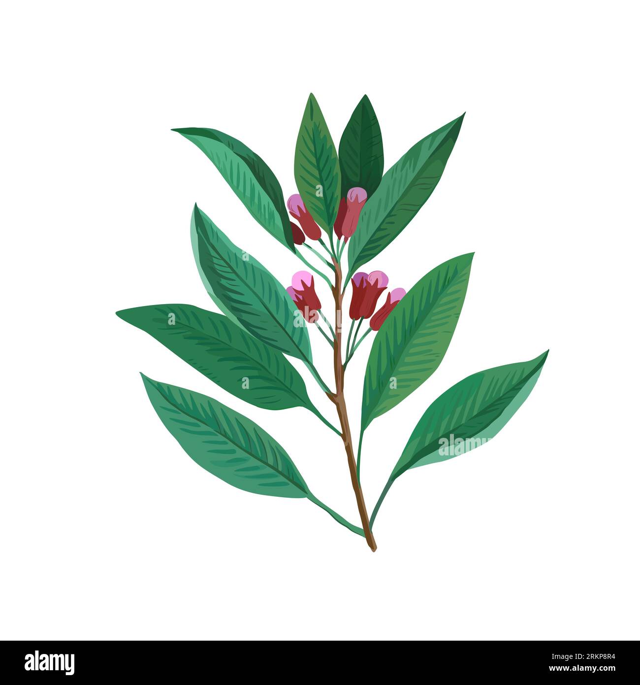 Clove tree branch with buds and flowers. Vector botanical illustration ...