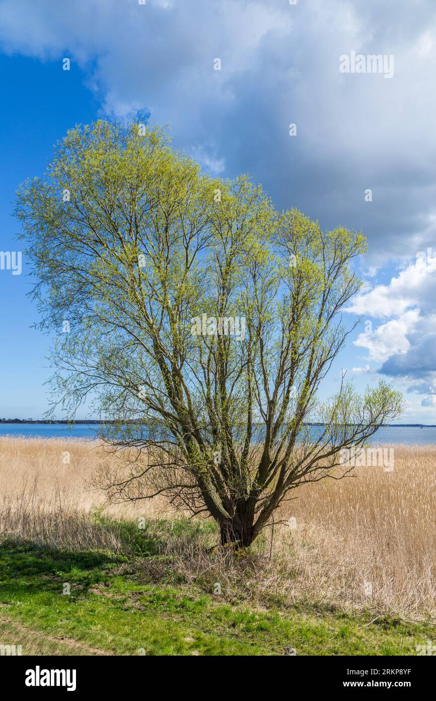 background of reed with tree at backwater area in sunlight, Usedom ...