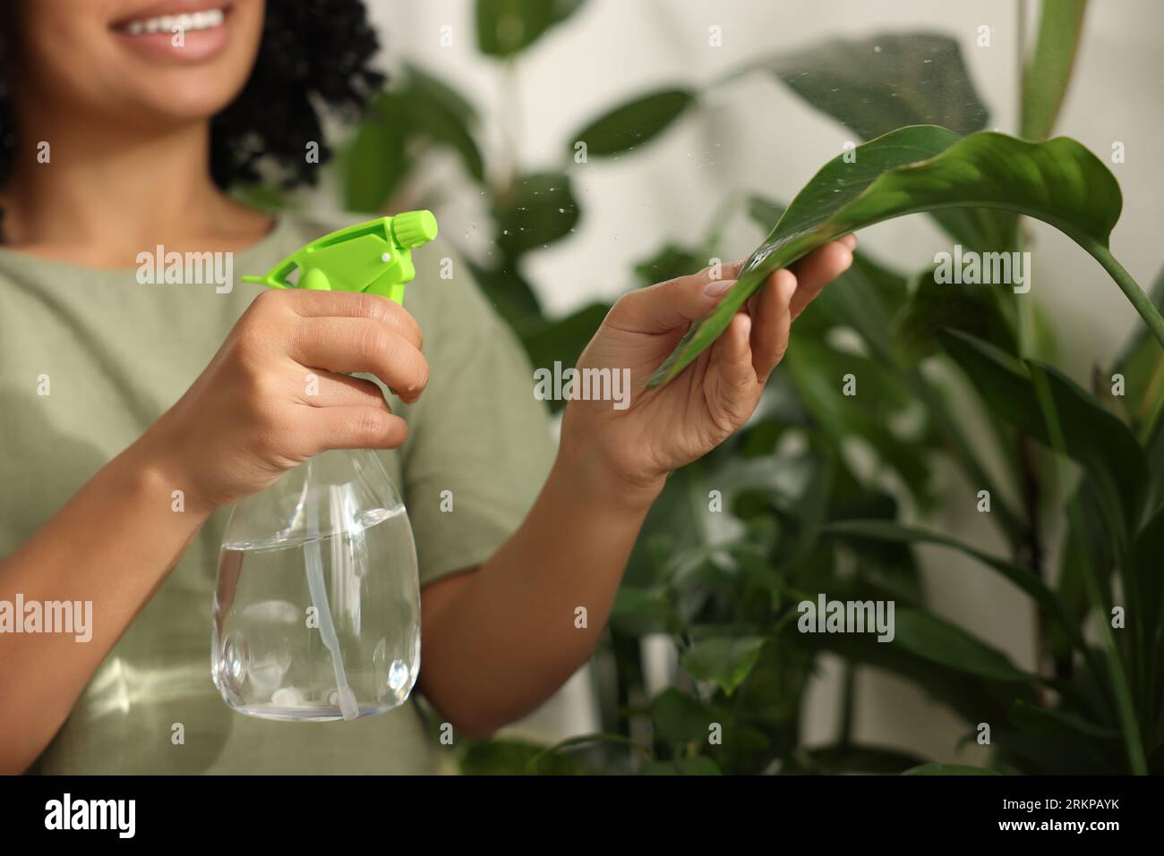Closeup of woman spraying beautiful houseplants with water Stock Photo ...